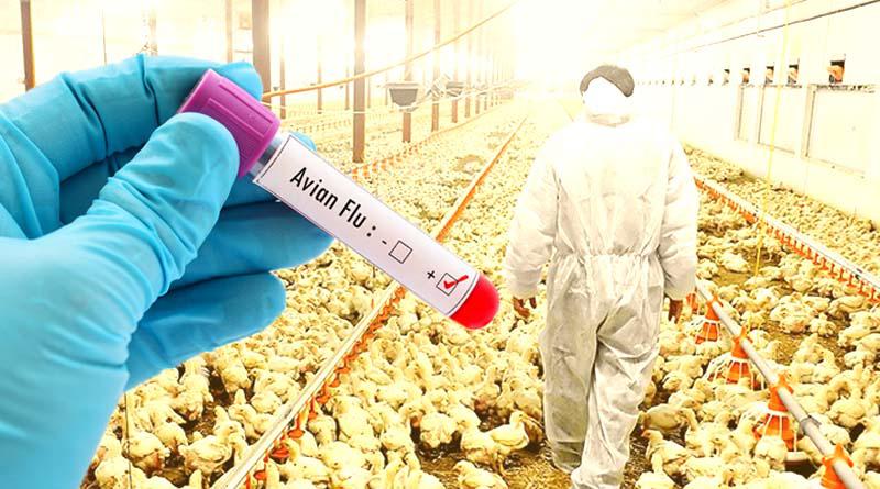Emergence of Avian Influenza and why Biosecurity matters