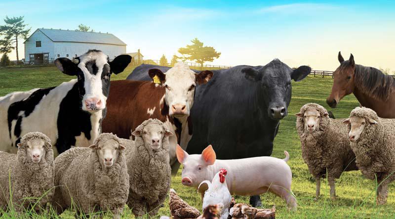 Amilyte: Success in Improving Farm Productivity