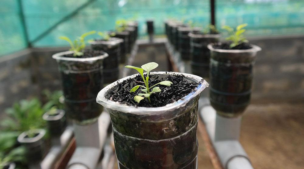 The Future of Singapore’s Local Farming Scene - ZAGRO