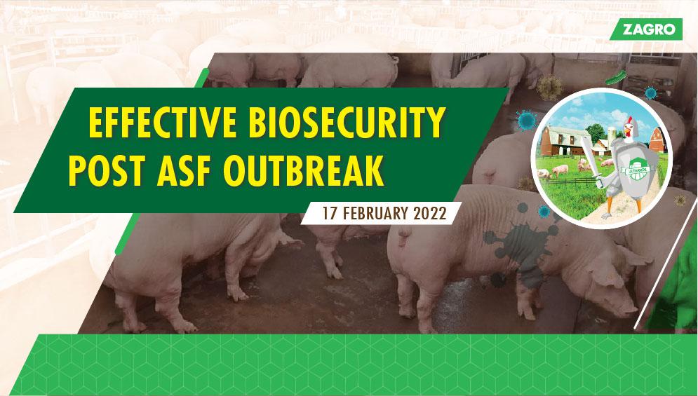 Effective Biosecurity Post-ASF Outbreak